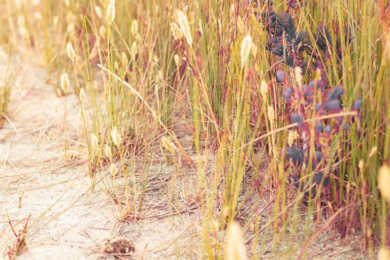 Our Approach - Sound Psychological Health Services